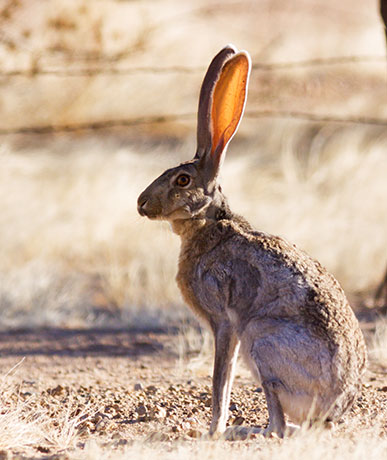 Antelope Jackrabbit Lepus alleni Photograph of Photo of Image of