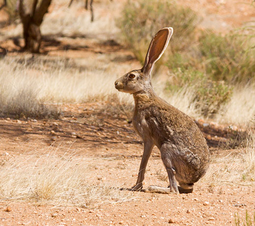 Antelope Jackrabbit